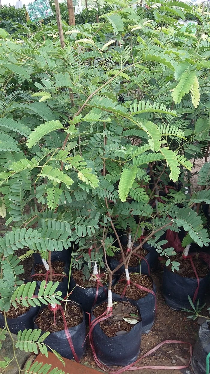 Cây me giống Đà Nẵng